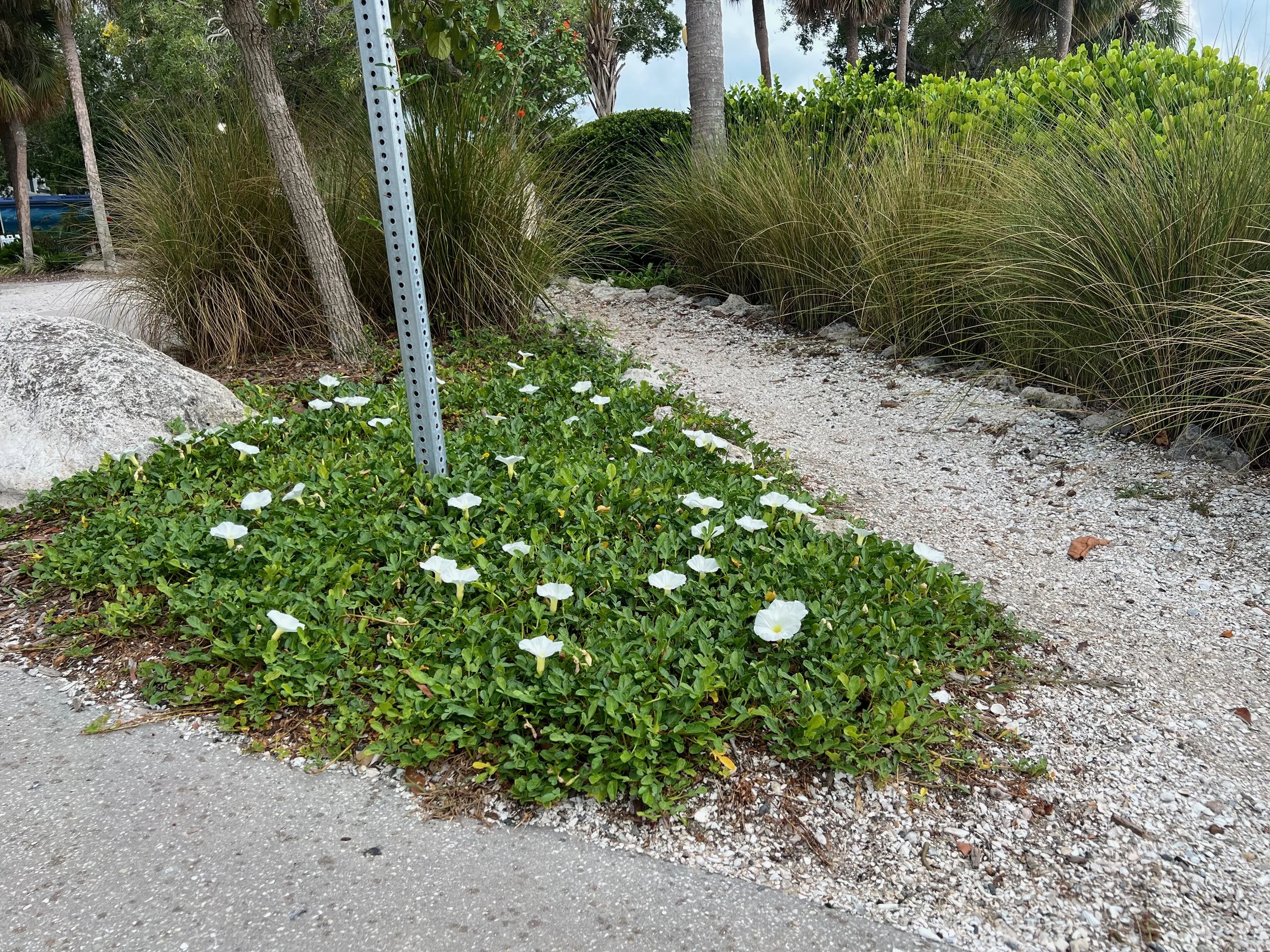 Orange Geiger, Cordia sebestena — Florida Native Plants Nursery ...