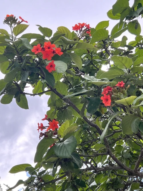 Jatropha, Jatropha integerrima — Florida Native Plants Nursery ...