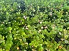 Horizontal Indigoberry Randia aculeata — Florida Native Plants Nursery ...