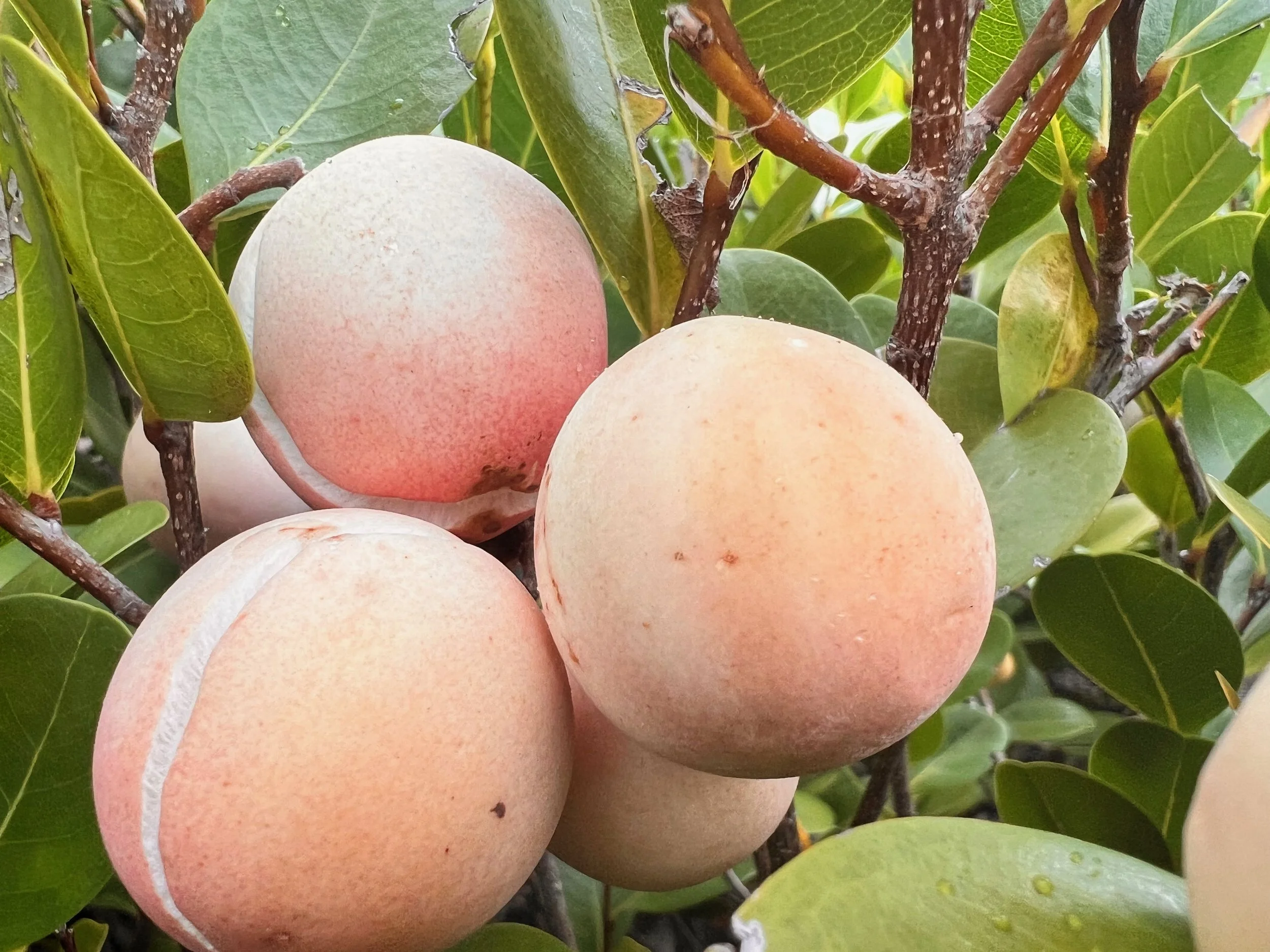 Darrow's Blueberry — Florida Native Plants Nursery & Landscaping
