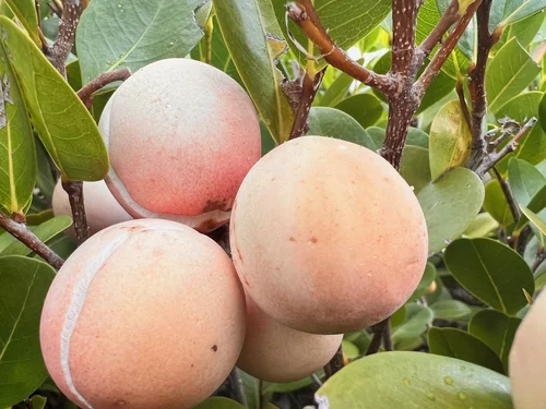 Horizontal Indigoberry Randia aculeata — Florida Native Plants Nursery ...