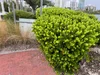 Horizontal Indigoberry Randia aculeata — Florida Native Plants Nursery ...