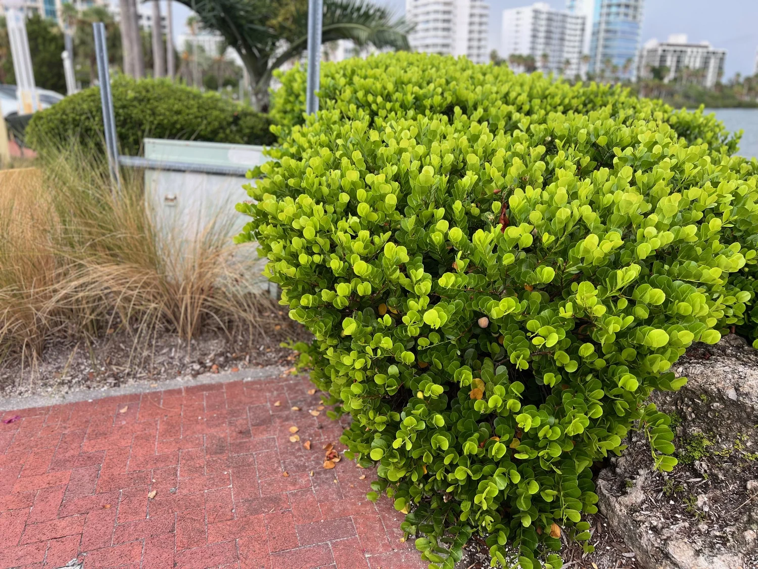 Dwarf Yaupon Holly, Ilex vomitoria 'Schillings Dwarf' — Florida Native ...