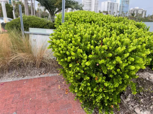 Horizontal Indigoberry Randia aculeata — Florida Native Plants Nursery ...