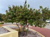 Bahama Strongbark — Florida Native Plants Nursery & Landscaping