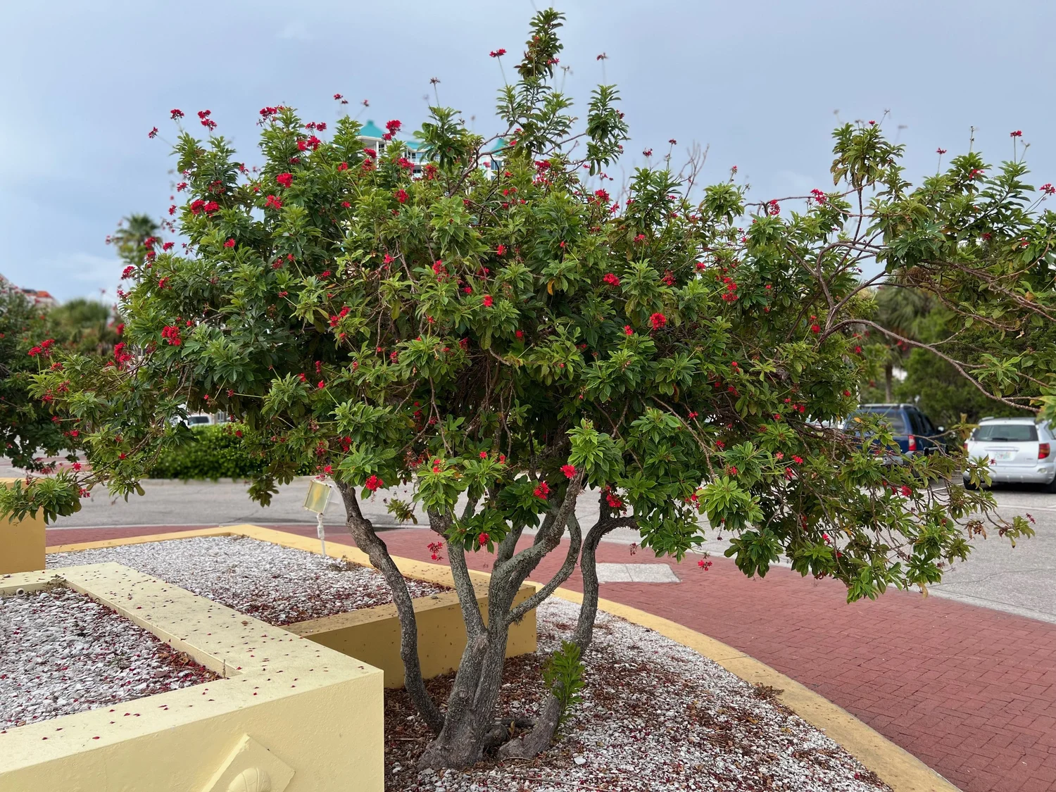 Orange Geiger, Cordia sebestena — Florida Native Plants Nursery ...