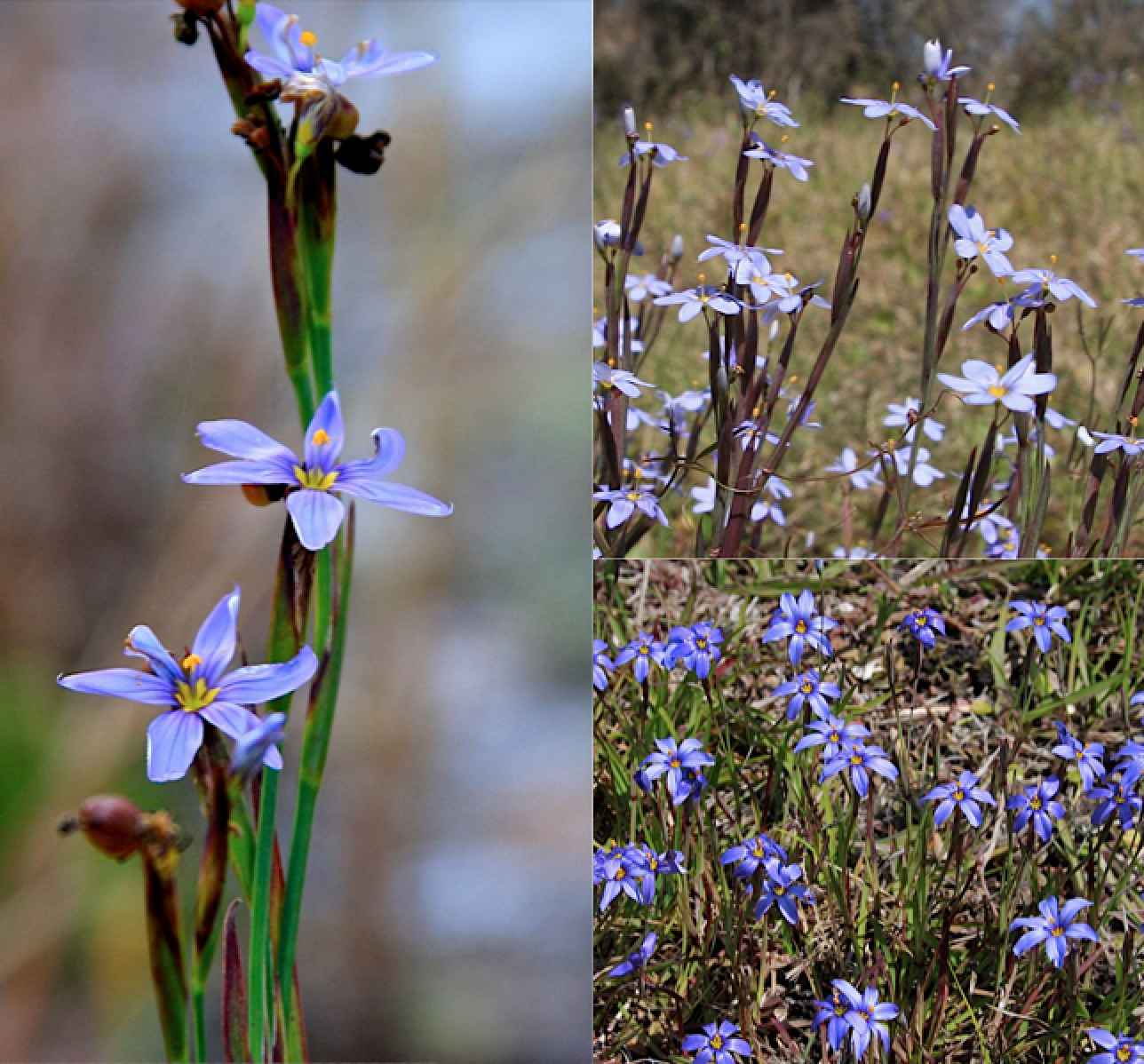 Fakahatchee Grass — Florida Native Plants Nursery & Landscaping