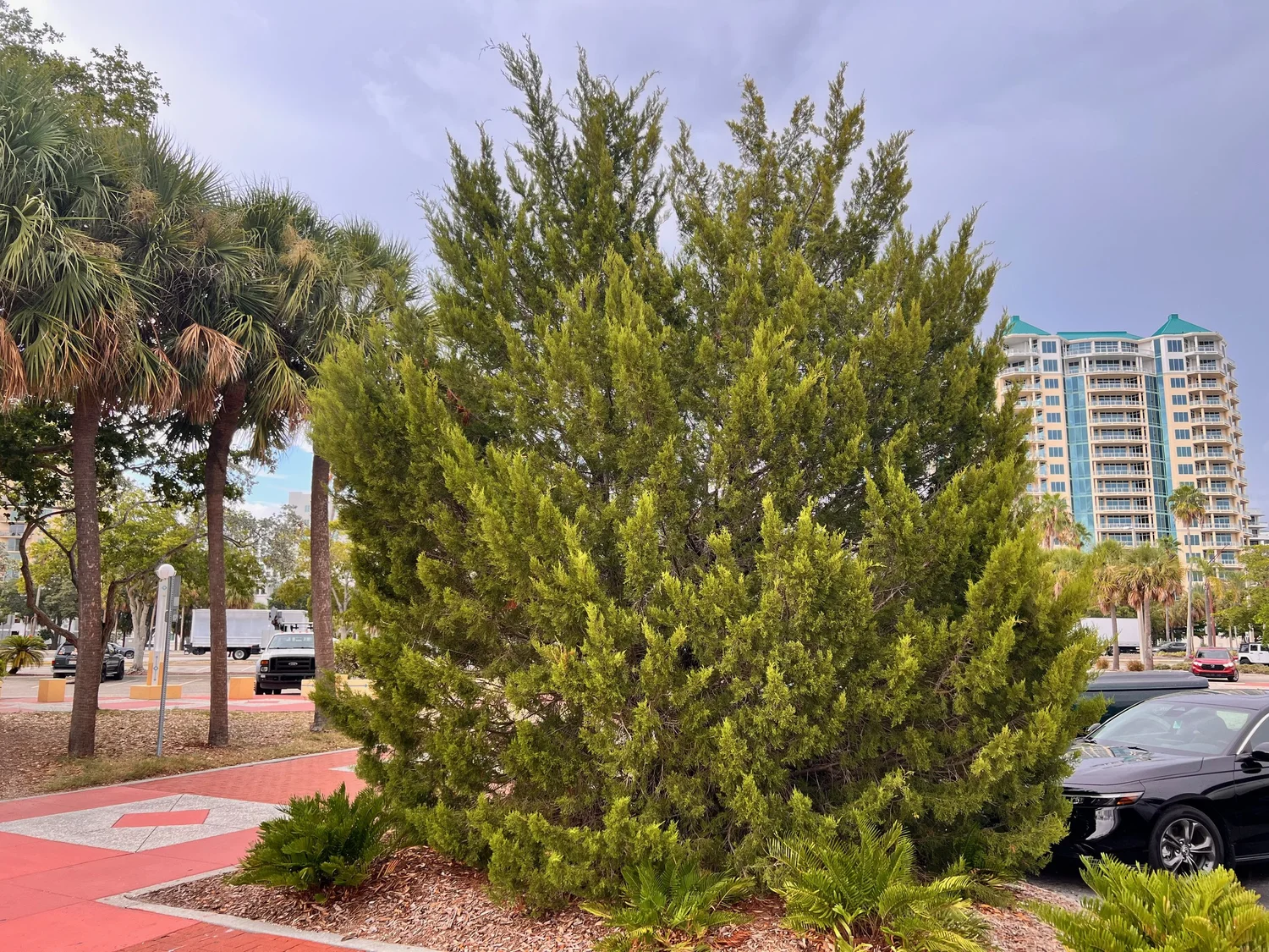 Horizontal cocoplum, Chrysobalanus icao ‘Horizontal’ — Florida Native ...