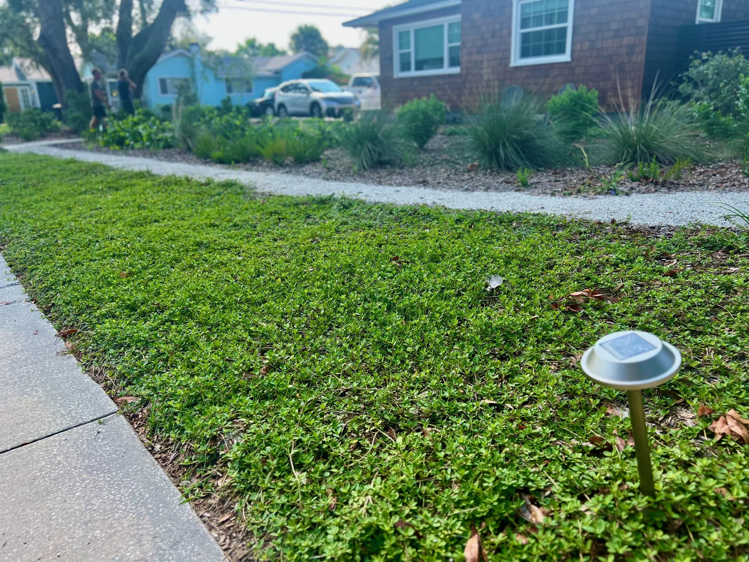 Prostrate Blue Porterweed — Florida Native Plants Nursery & Landscaping