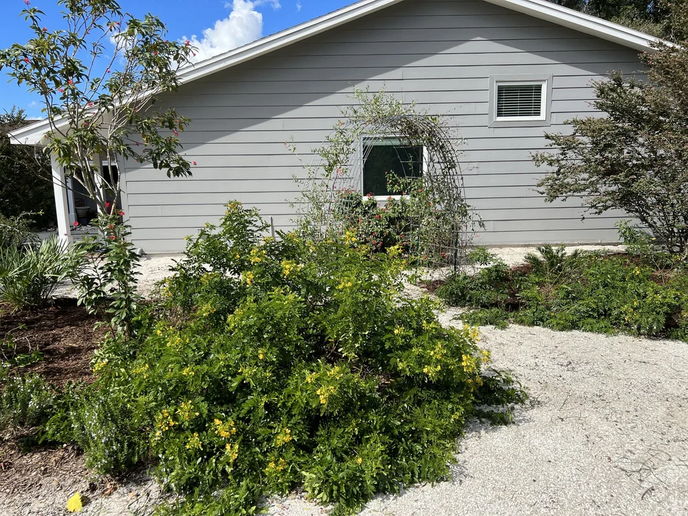 Prostrate Blue Porterweed — Florida Native Plants Nursery & Landscaping