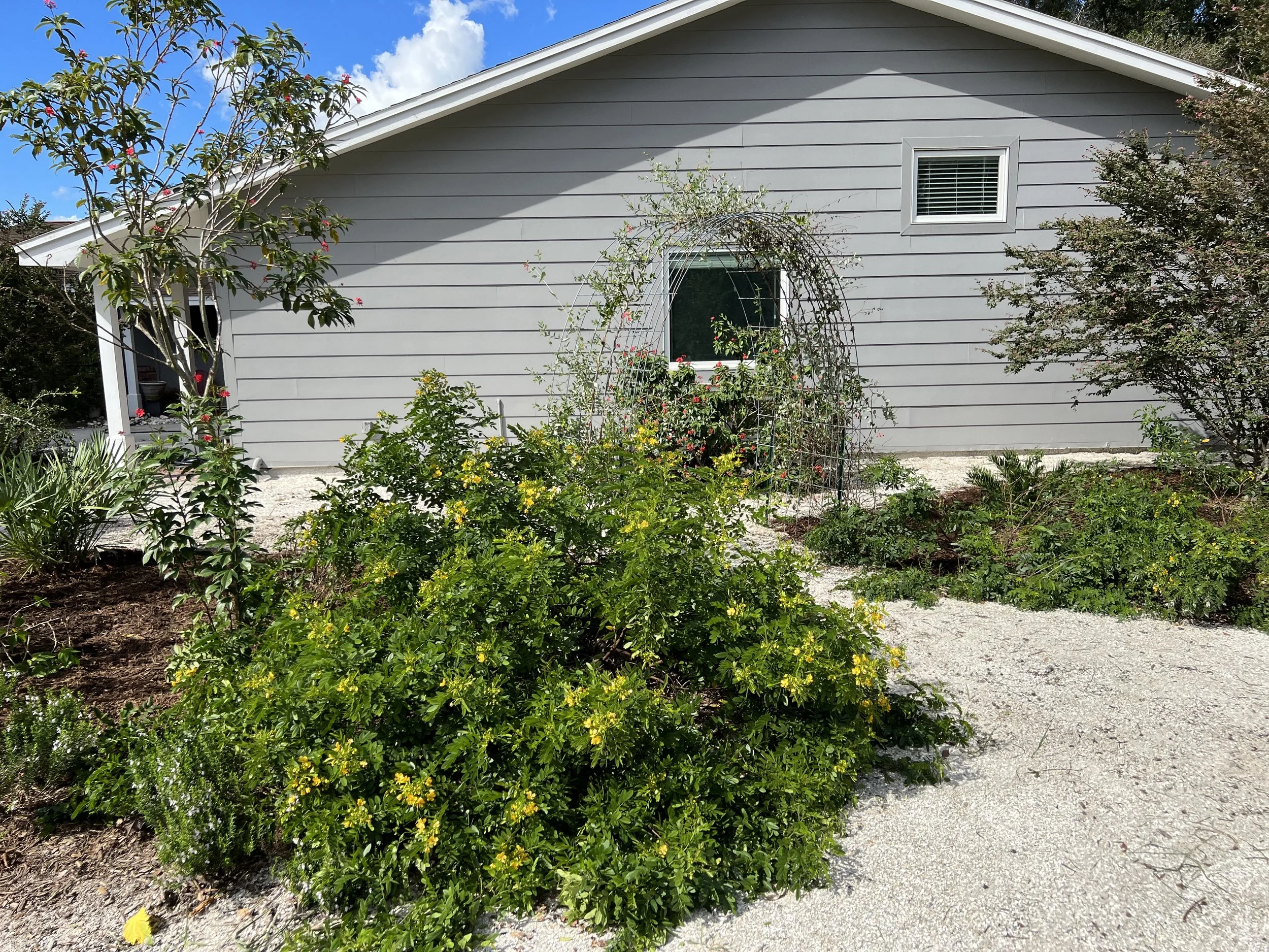 Dwarf Yaupon Holly, Ilex vomitoria 'Schillings Dwarf' — Florida Native ...