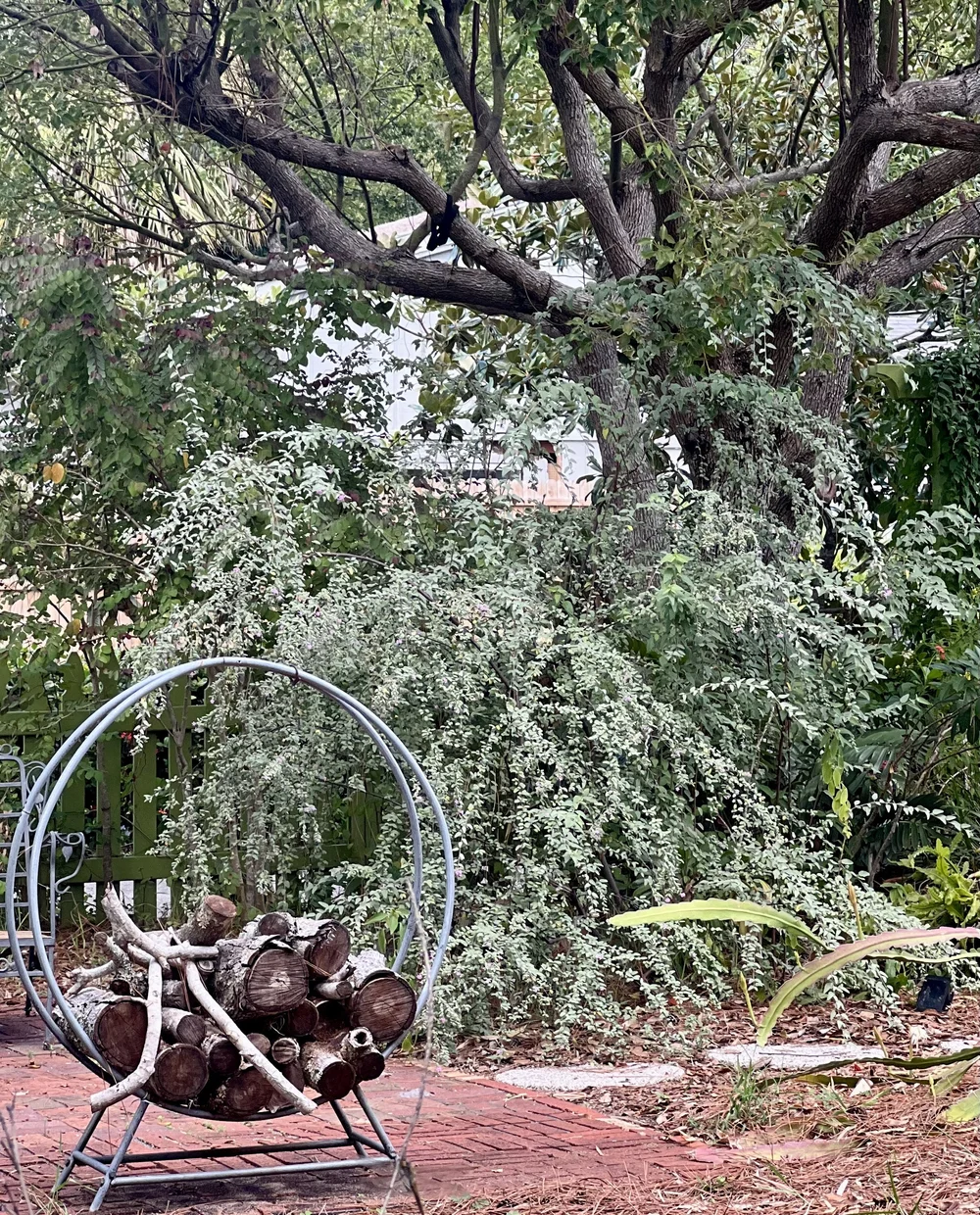 Tropical Sage - Salvia coccinea — Florida Native Plants Nursery ...