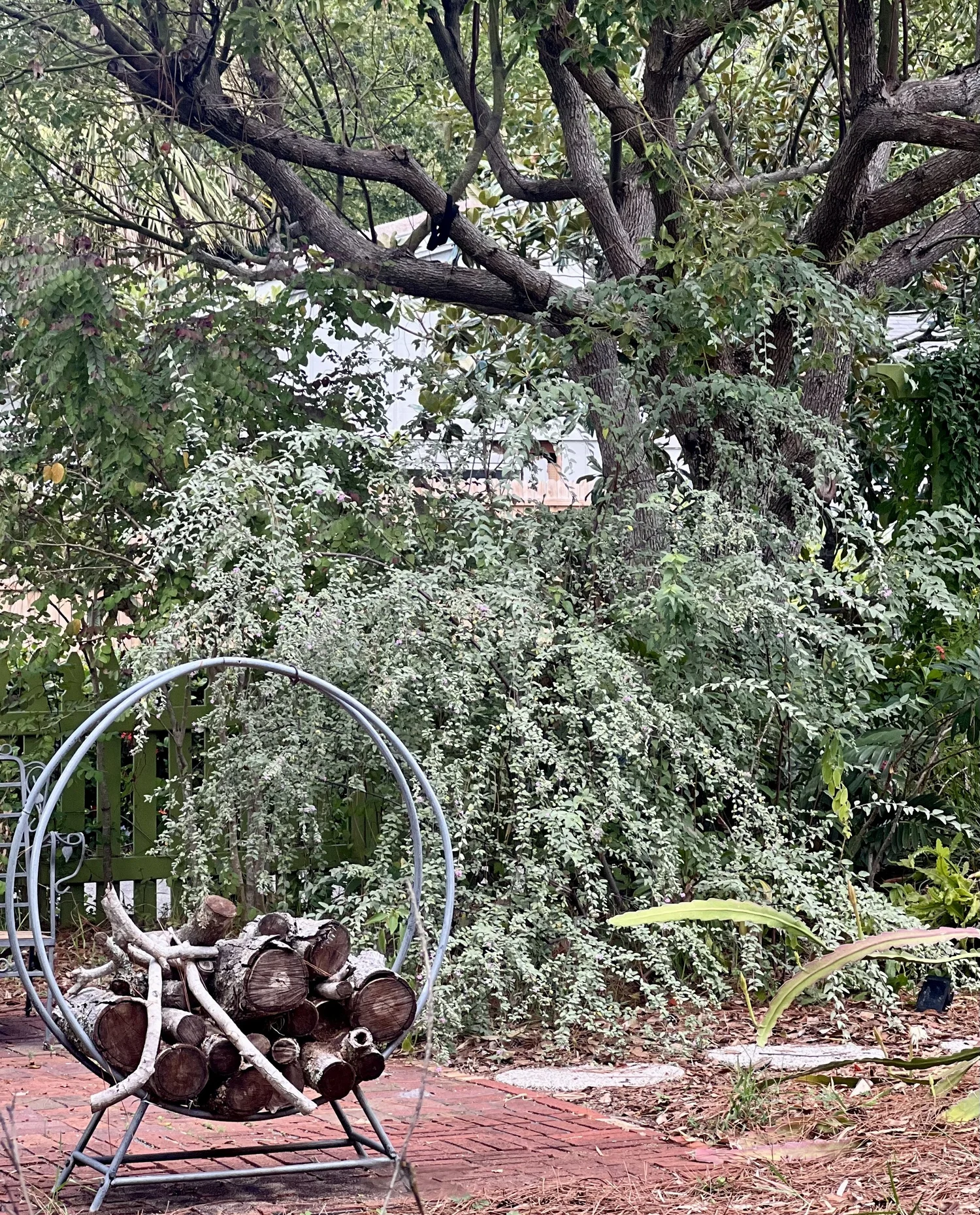 Silver Buttonwood - Conocarpus erectus var. sericeus — Florida Native ...