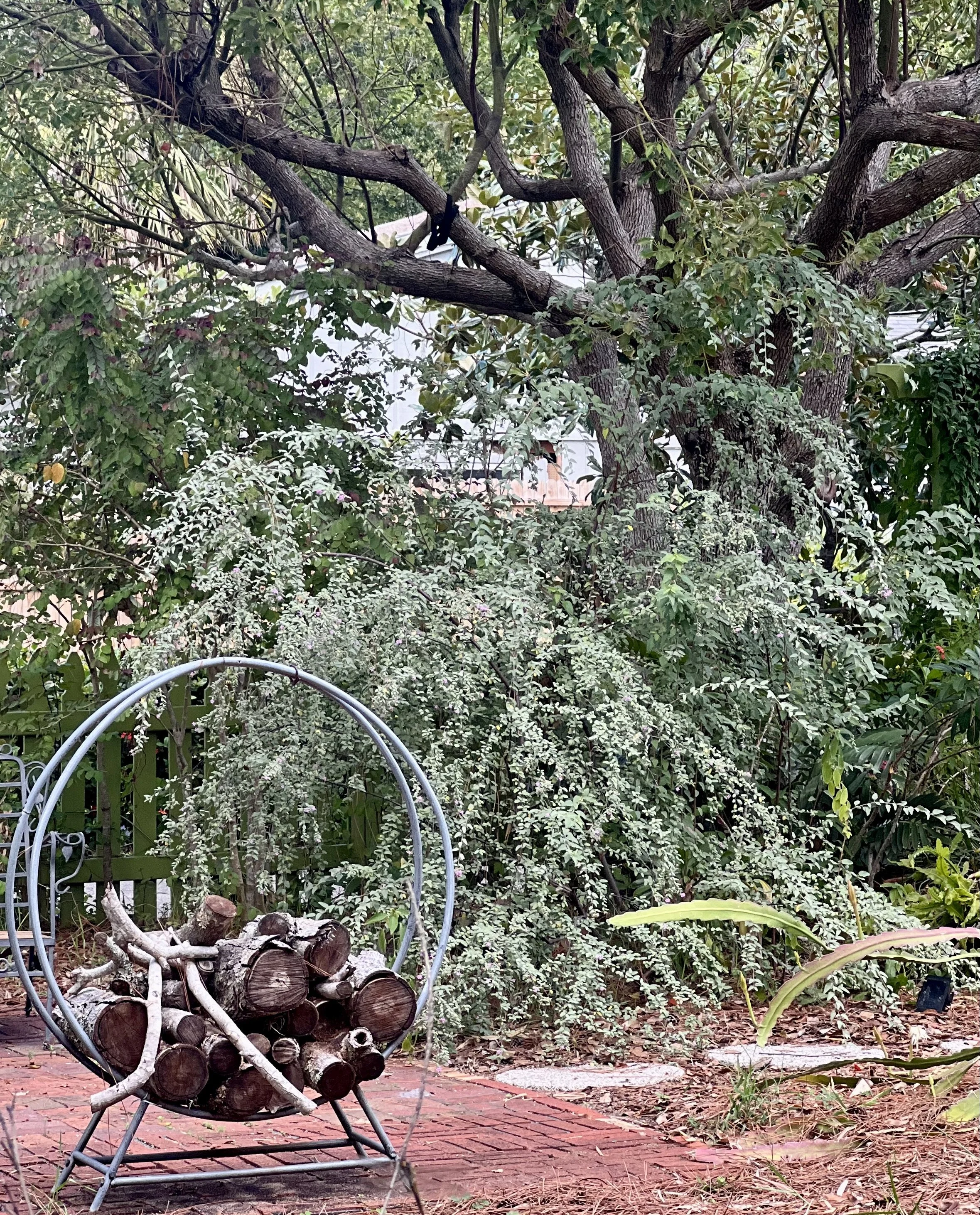 Green Buttonwood - Conocarpus erectus — Florida Native Plants Nursery ...