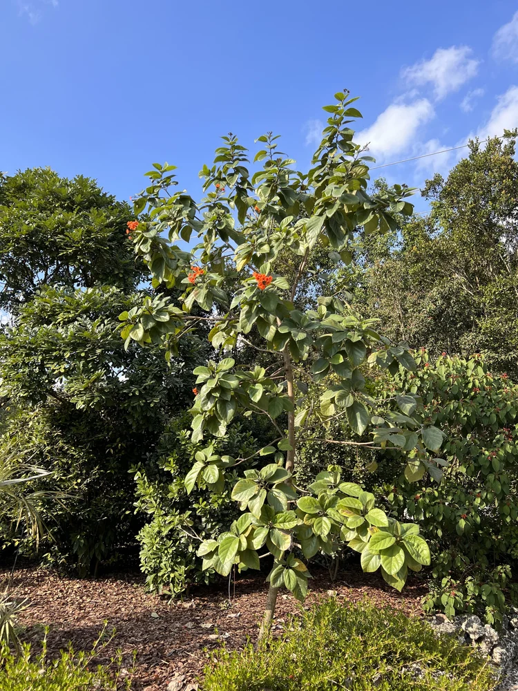 Jatropha, Jatropha integerrima — Florida Native Plants Nursery ...