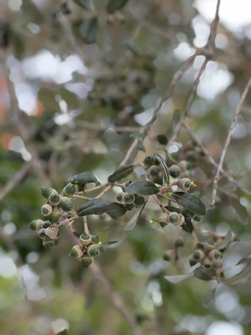 Southern Red Cedar, Juniperus virginiana silicoa — Florida Native ...