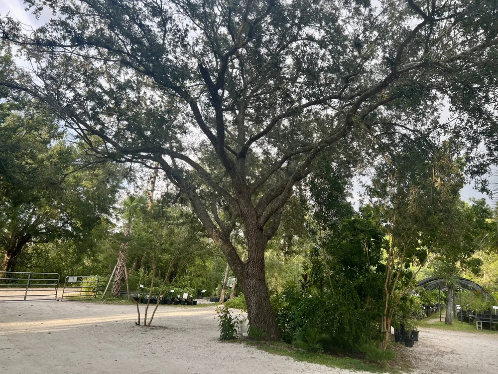 Southern Red Cedar, Juniperus virginiana silicoa — Florida Native ...