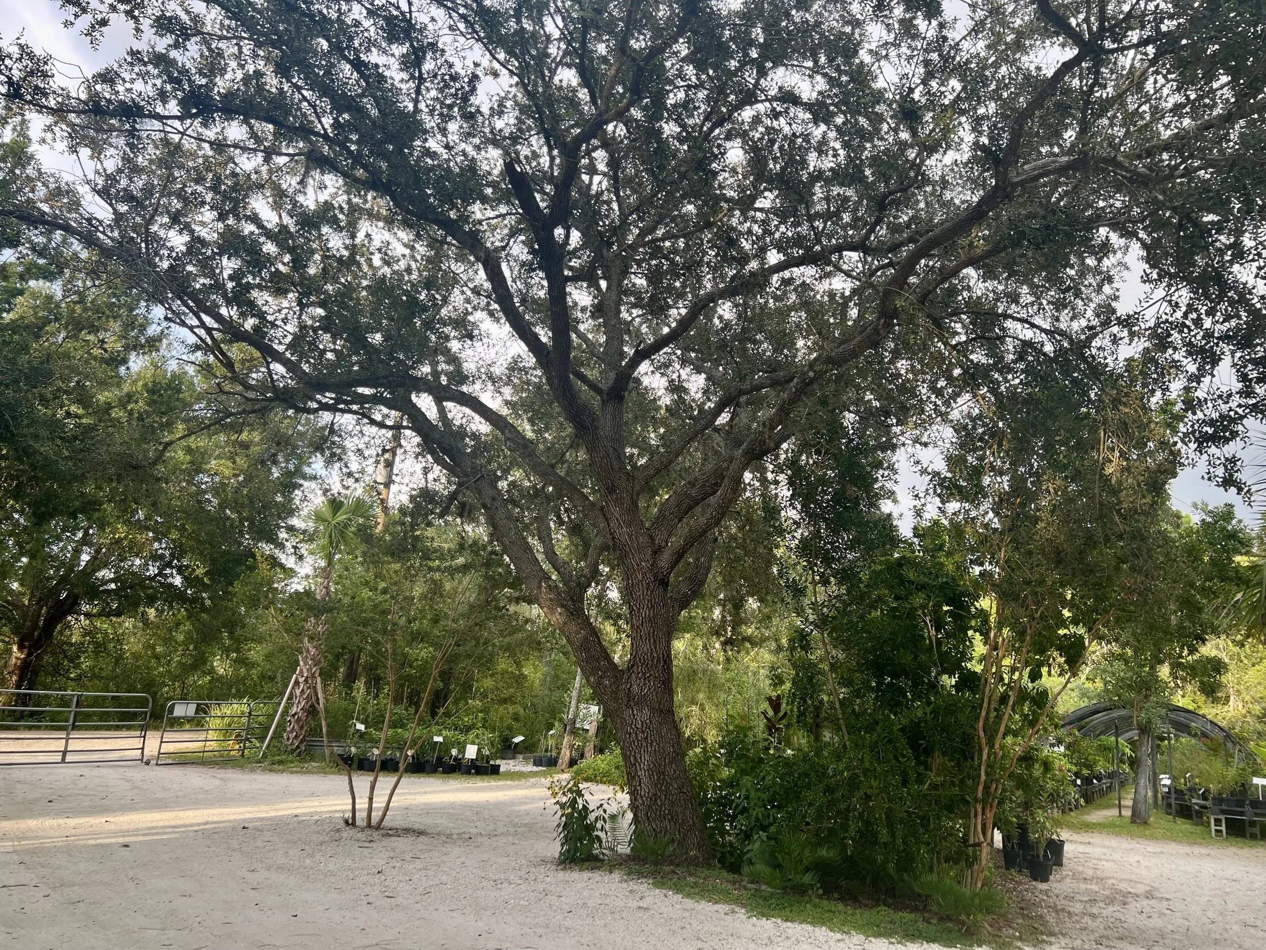 Southern Red Cedar, Juniperus virginiana silicoa — Florida Native ...