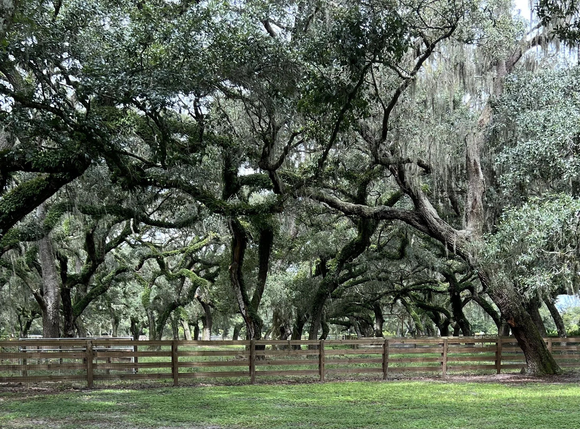Southern Red Cedar, Juniperus virginiana silicoa — Florida Native ...
