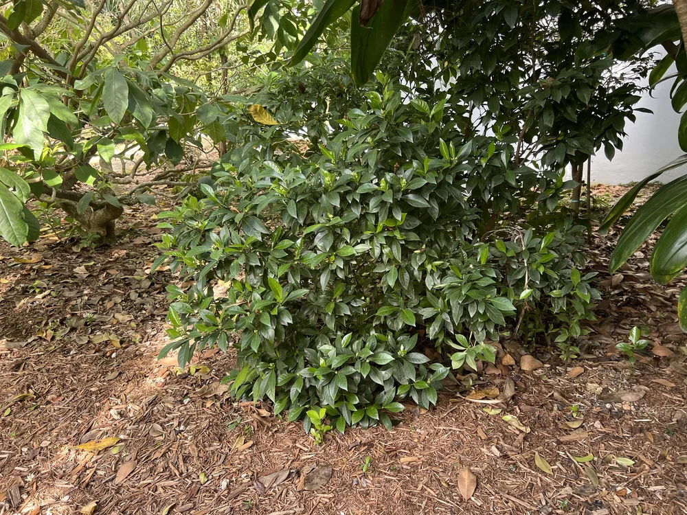 Buttonsage Lantana involucrata — Florida Native Plants Nursery ...