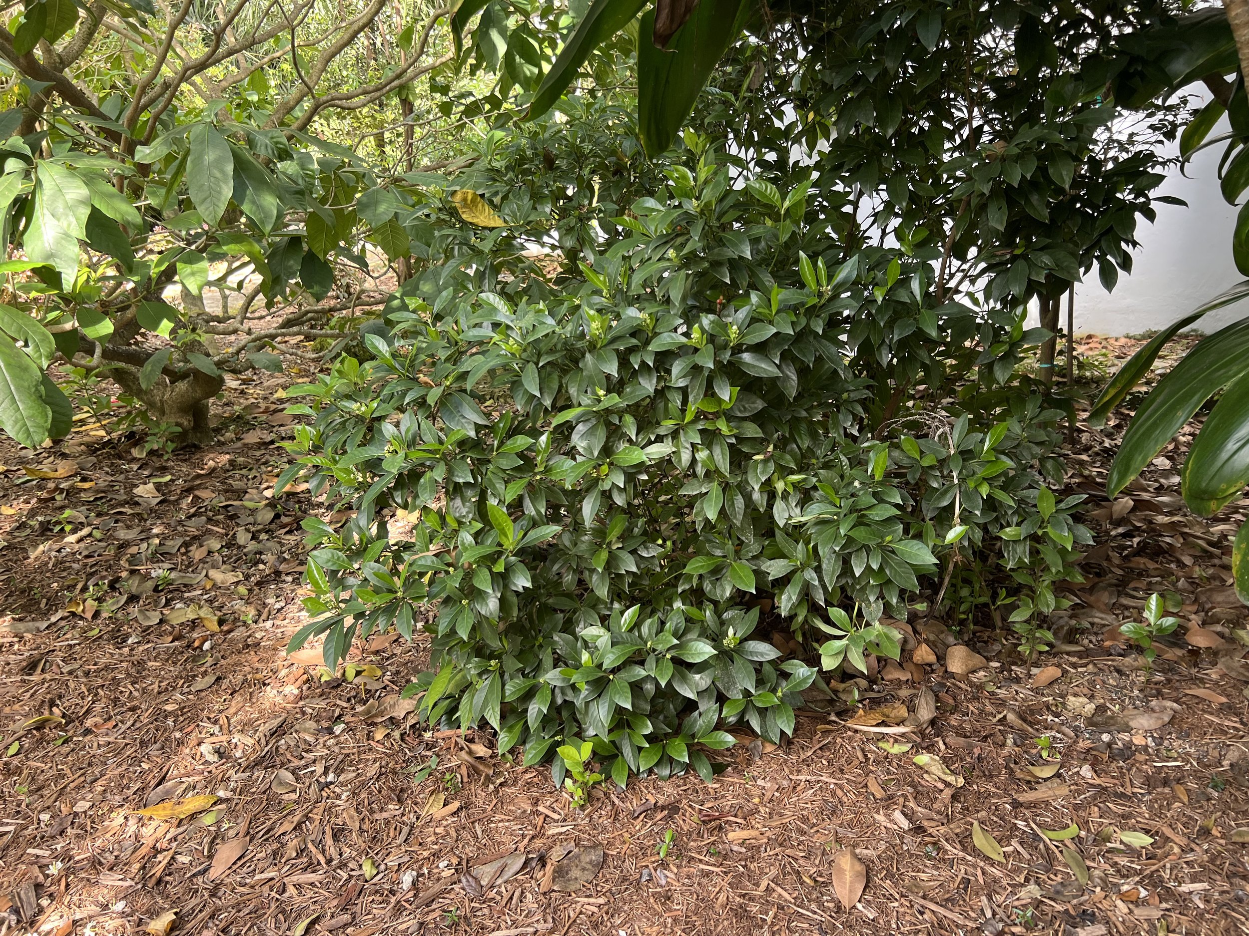 Old-Fashioned Tall Red Penta, Penta lanceolata ‘Ruby Glow’ — Florida ...