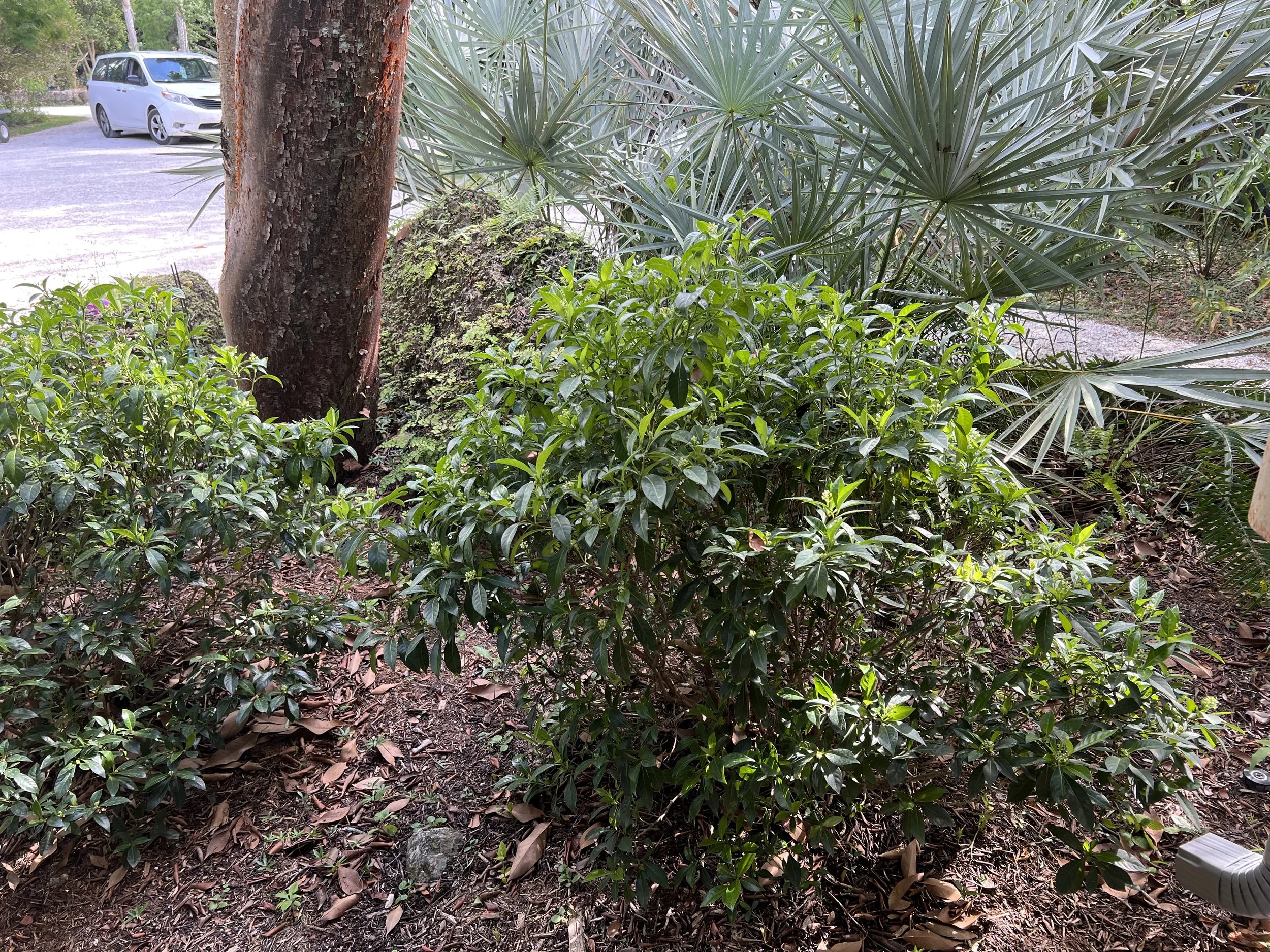 Dwarf Yaupon Holly, Ilex vomitoria 'Schillings Dwarf' — Florida Native ...