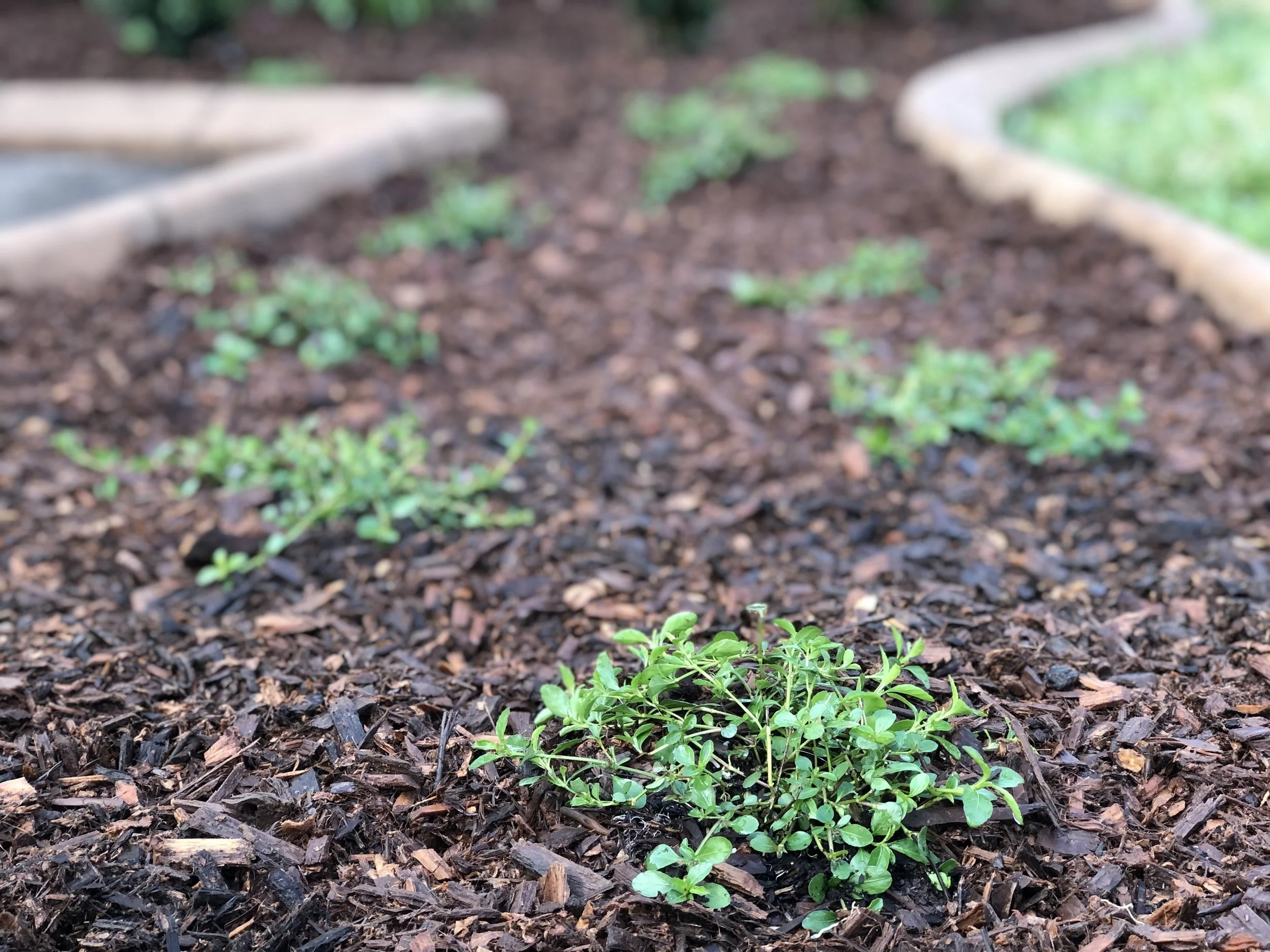 Prostrate Blue Porterweed — Florida Native Plants Nursery & Landscaping
