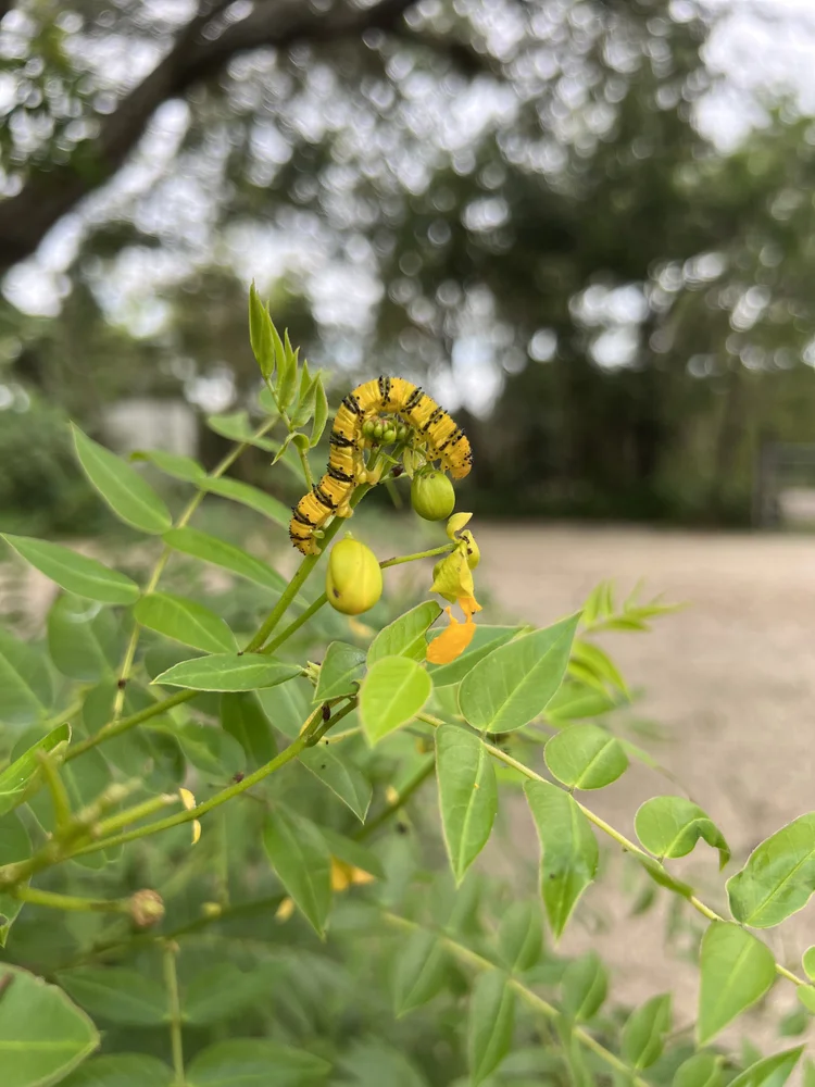 Marlberry — Florida Native Plants Nursery & Landscaping