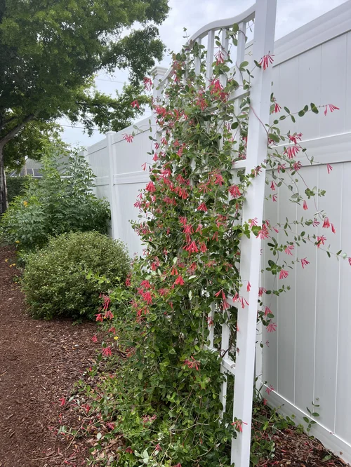 Railroad Vine - Ipomoea pes-caprae — Florida Native Plants Nursery ...