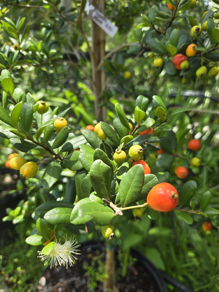Green Buttonwood - Conocarpus erectus — Florida Native Plants Nursery & Landscaping