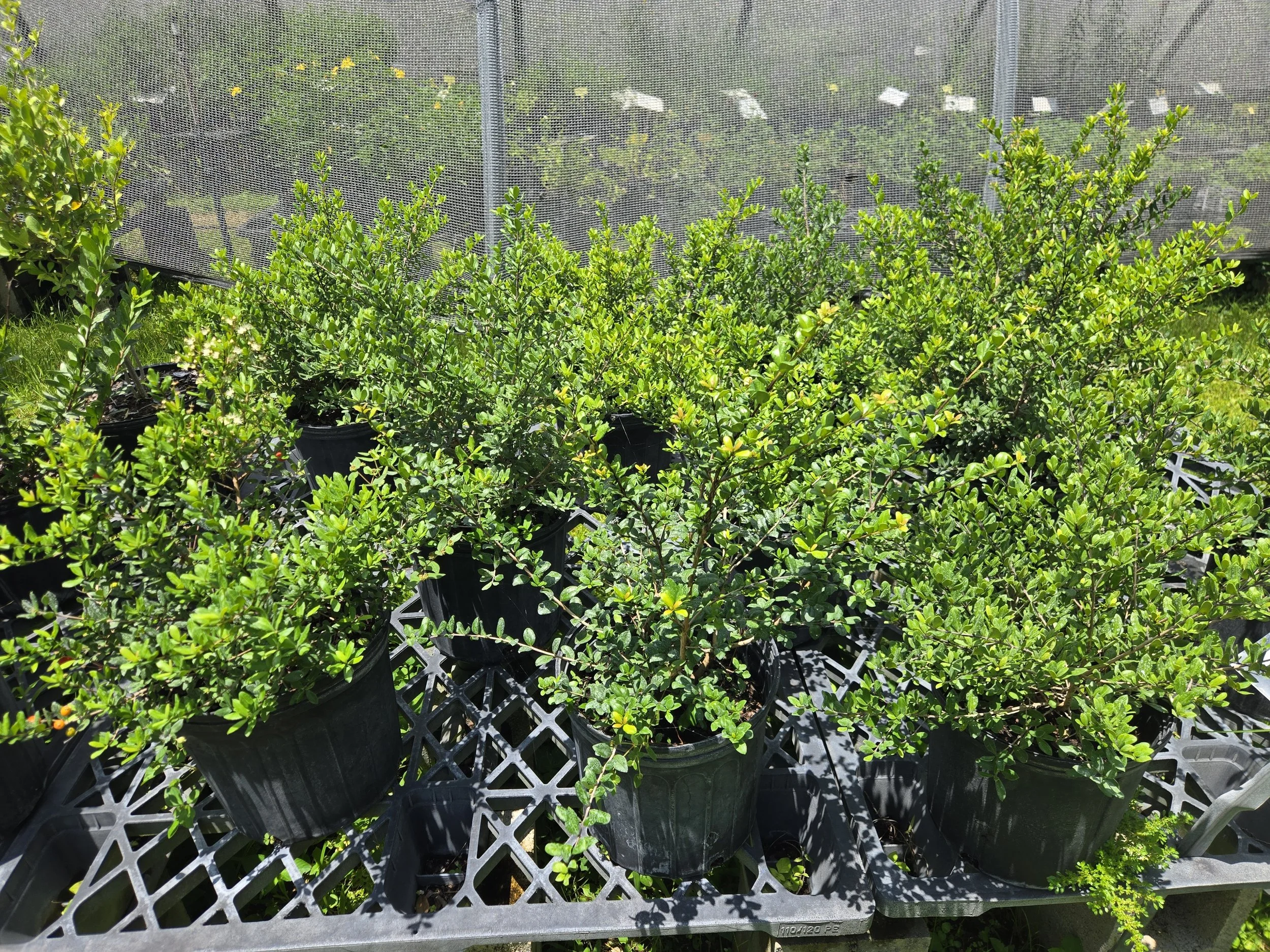 Dwarf Yaupon Holly, Ilex vomitoria 'Schillings Dwarf' — Florida Native ...