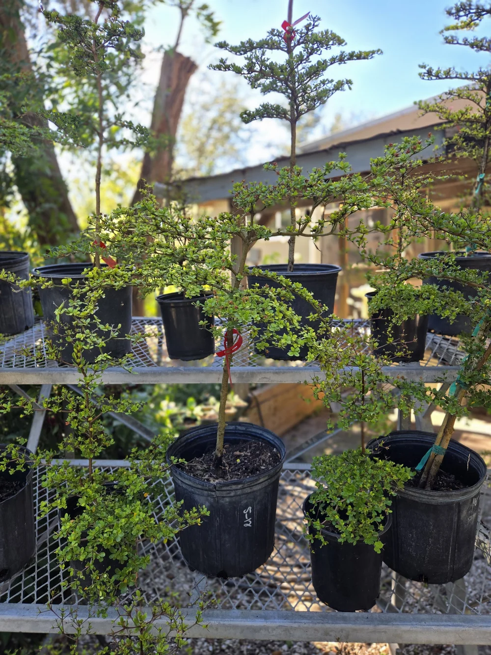 Native Plants Shop — Florida Native Plants Nursery & Landscaping