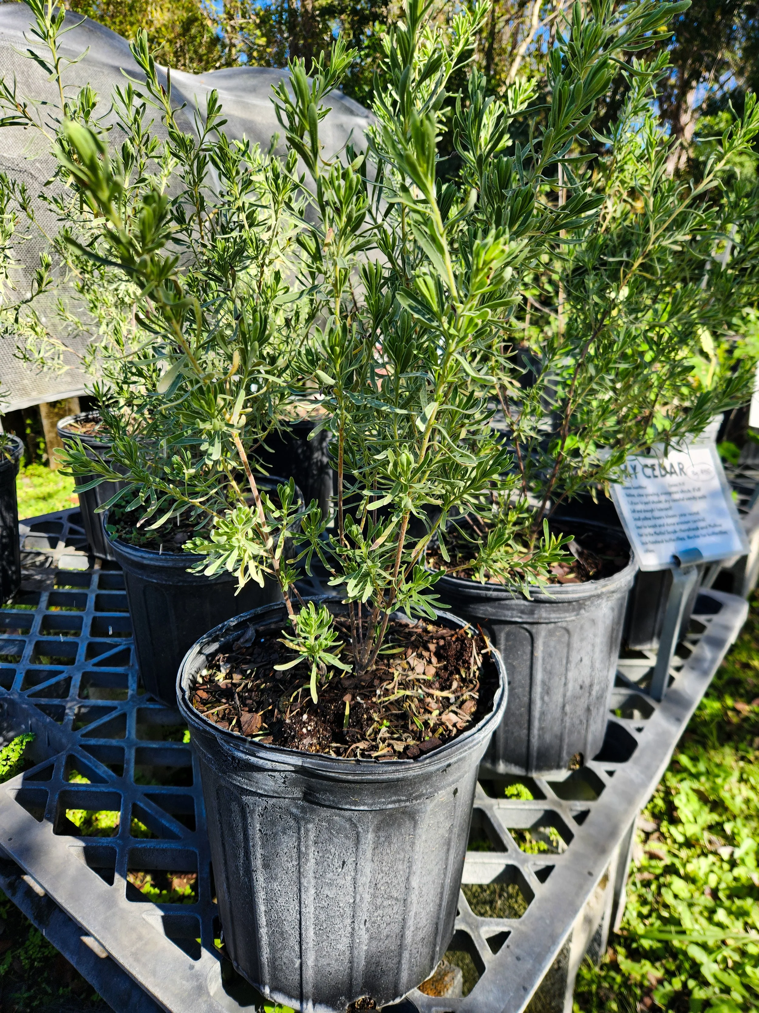 Florida Privet Forestiera segregata — Florida Native Plants Nursery ...