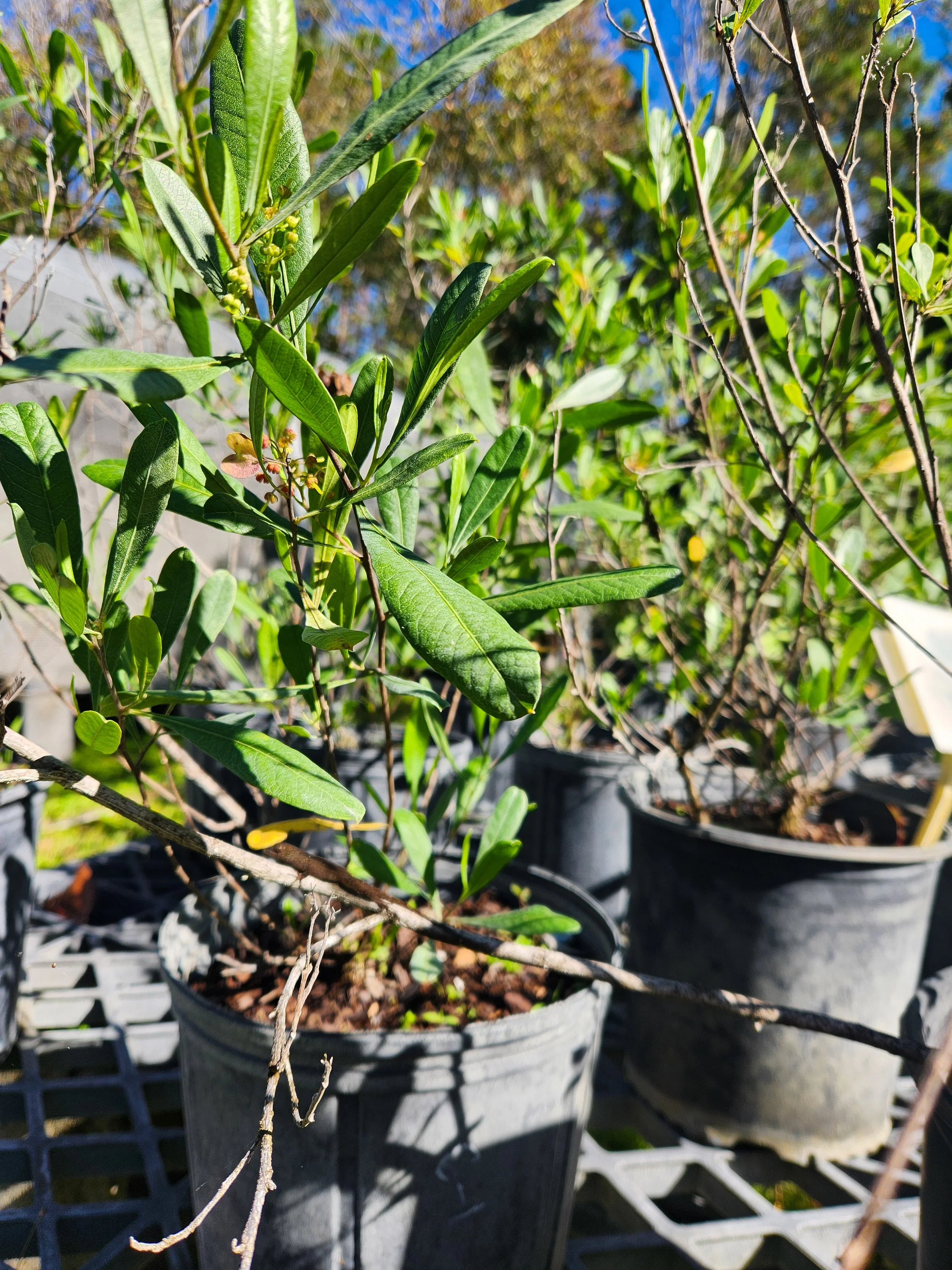 Dwarf Yaupon Holly, Ilex vomitoria 'Schillings Dwarf' — Florida Native ...