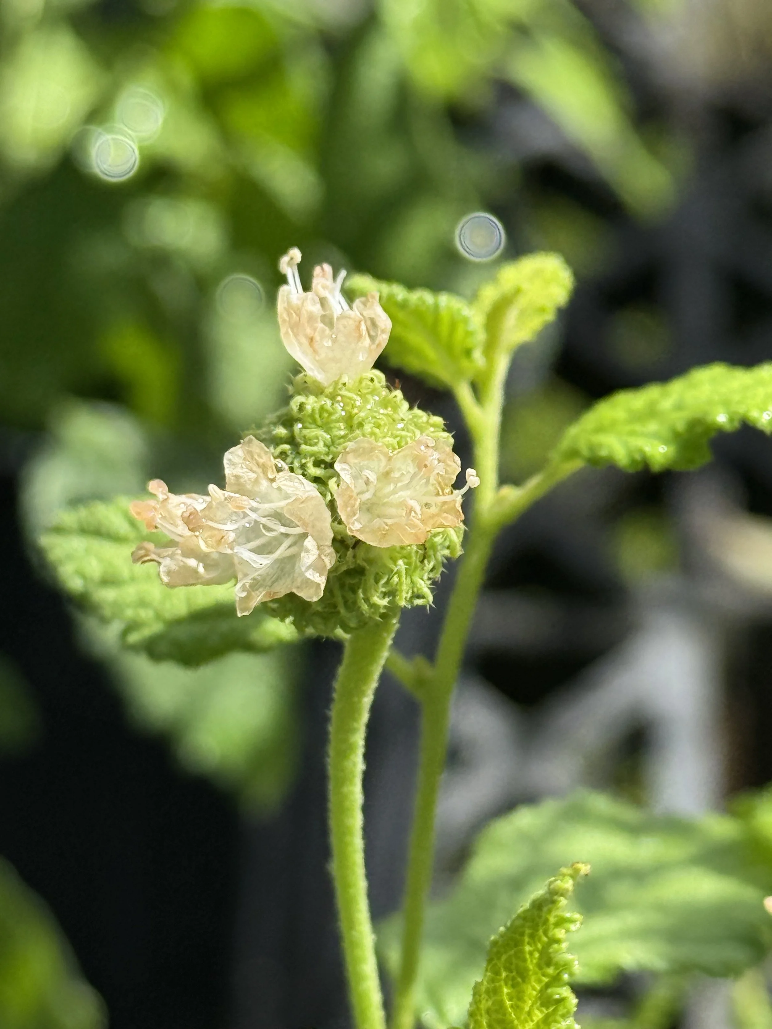 Elderberry — Florida Native Plants Nursery & Landscaping