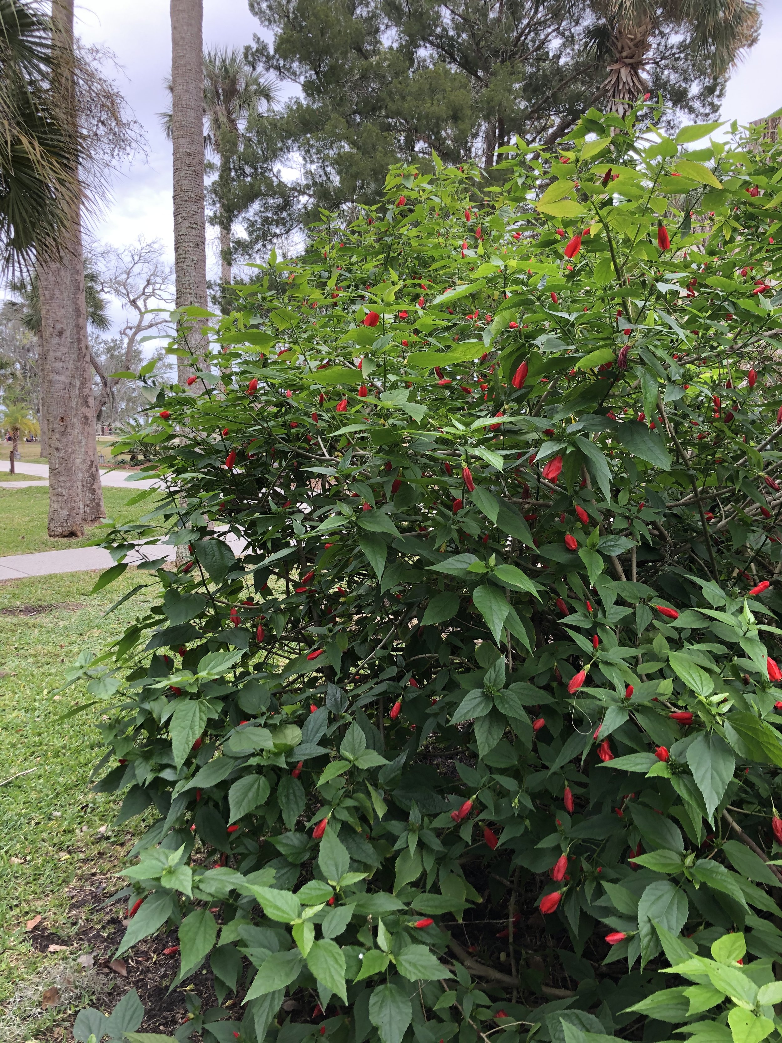 Tropical Sage - Salvia coccinea — Florida Native Plants Nursery ...