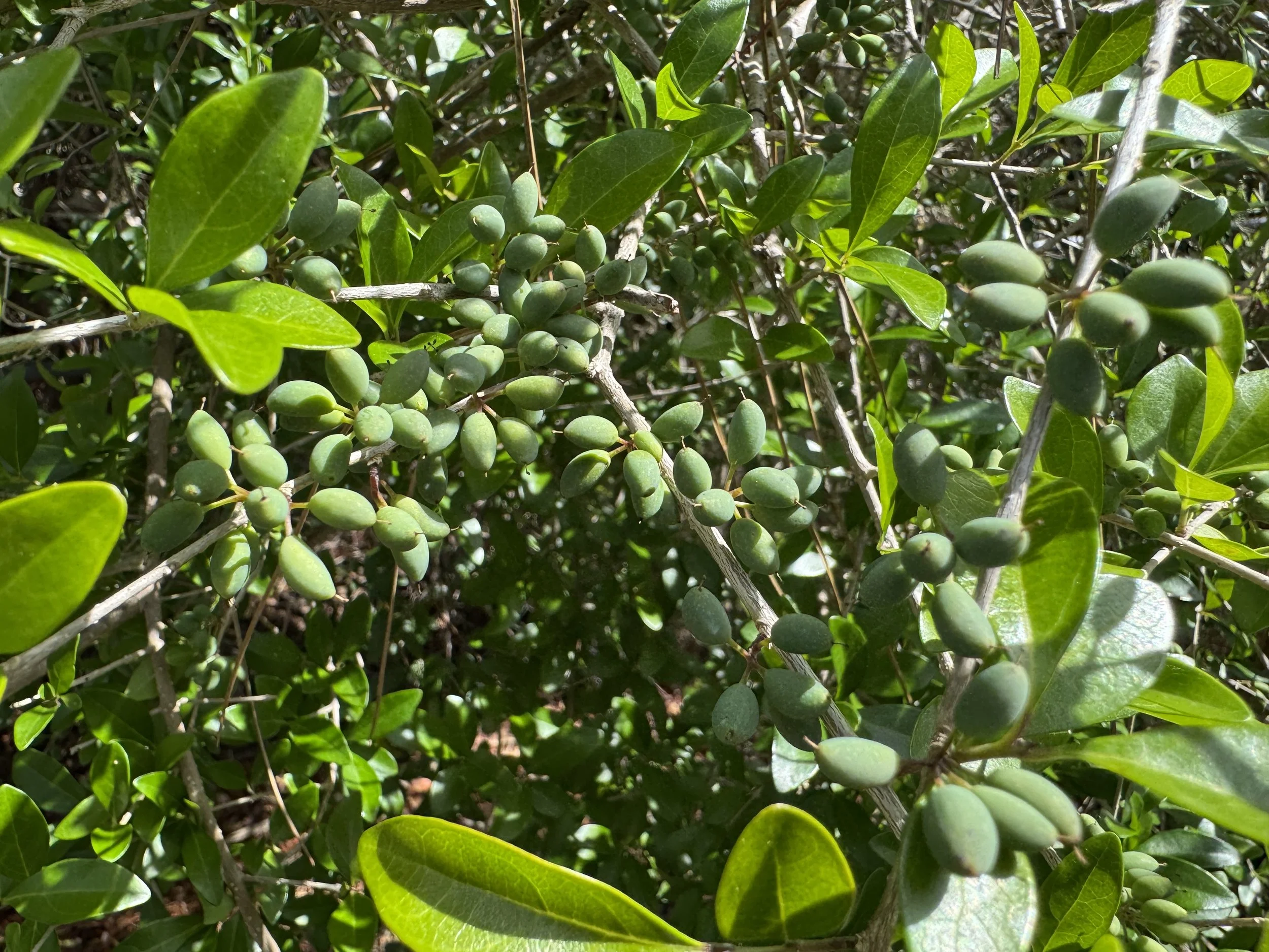 Jamaican Caper — Florida Native Plants Nursery & Landscaping