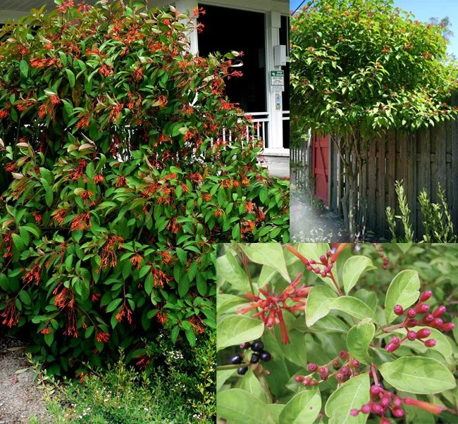 Tropical Sage - Salvia coccinea — Florida Native Plants Nursery ...