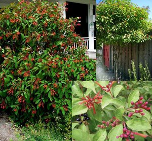 Native Shrubs — Florida Native Plants Nursery & Landscaping