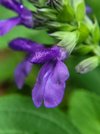 Native Plants Shop — Florida Native Plants Nursery & Landscaping