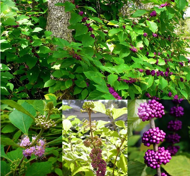 Native Shrubs — Florida Native Plants Nursery & Landscaping