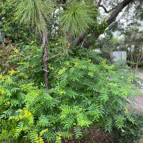 Senna mexicana var. Chapmanii, Chapman's Senna, aka Bahama Cassia ...