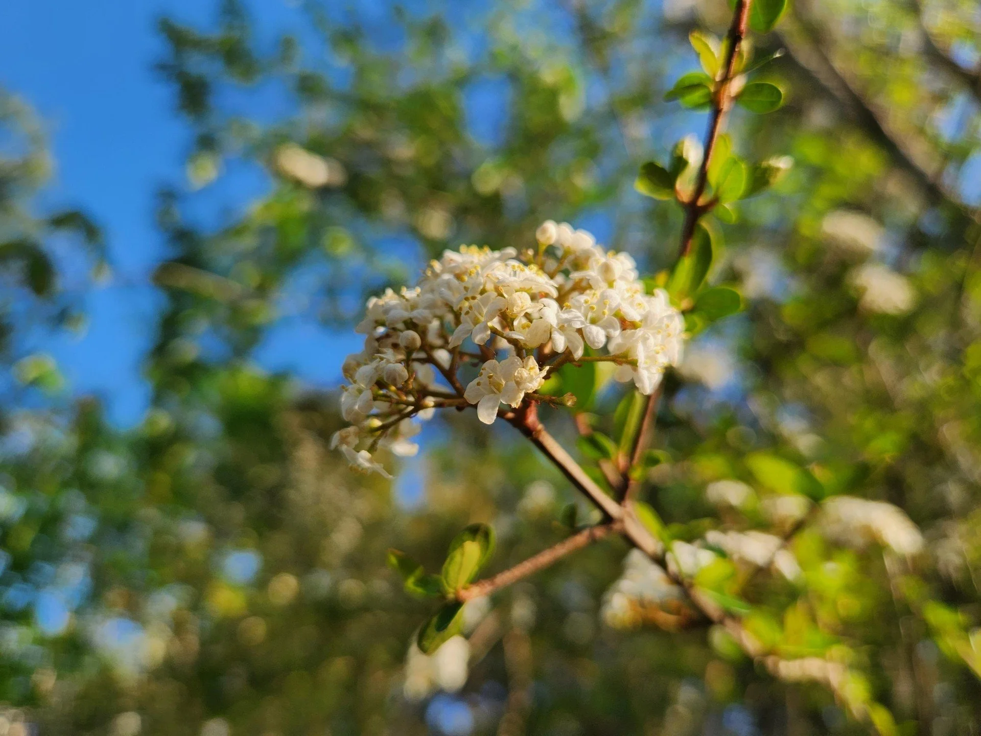 Silver Buttonwood Conocarpus erectus var. sericeus — Florida Native ...