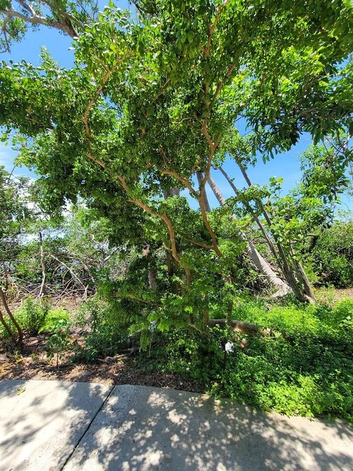 Frogfruit, Phyla nodiflora — Florida Native Plants Nursery & Landscaping