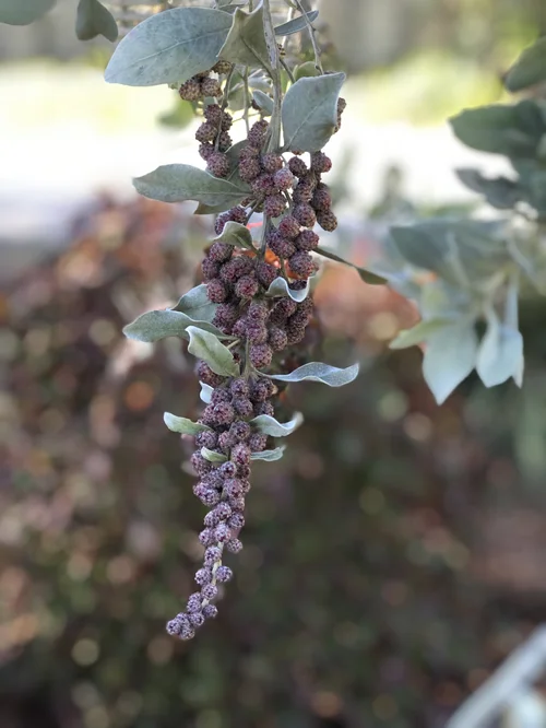 Green Buttonwood - Conocarpus erectus — Florida Native Plants Nursery ...