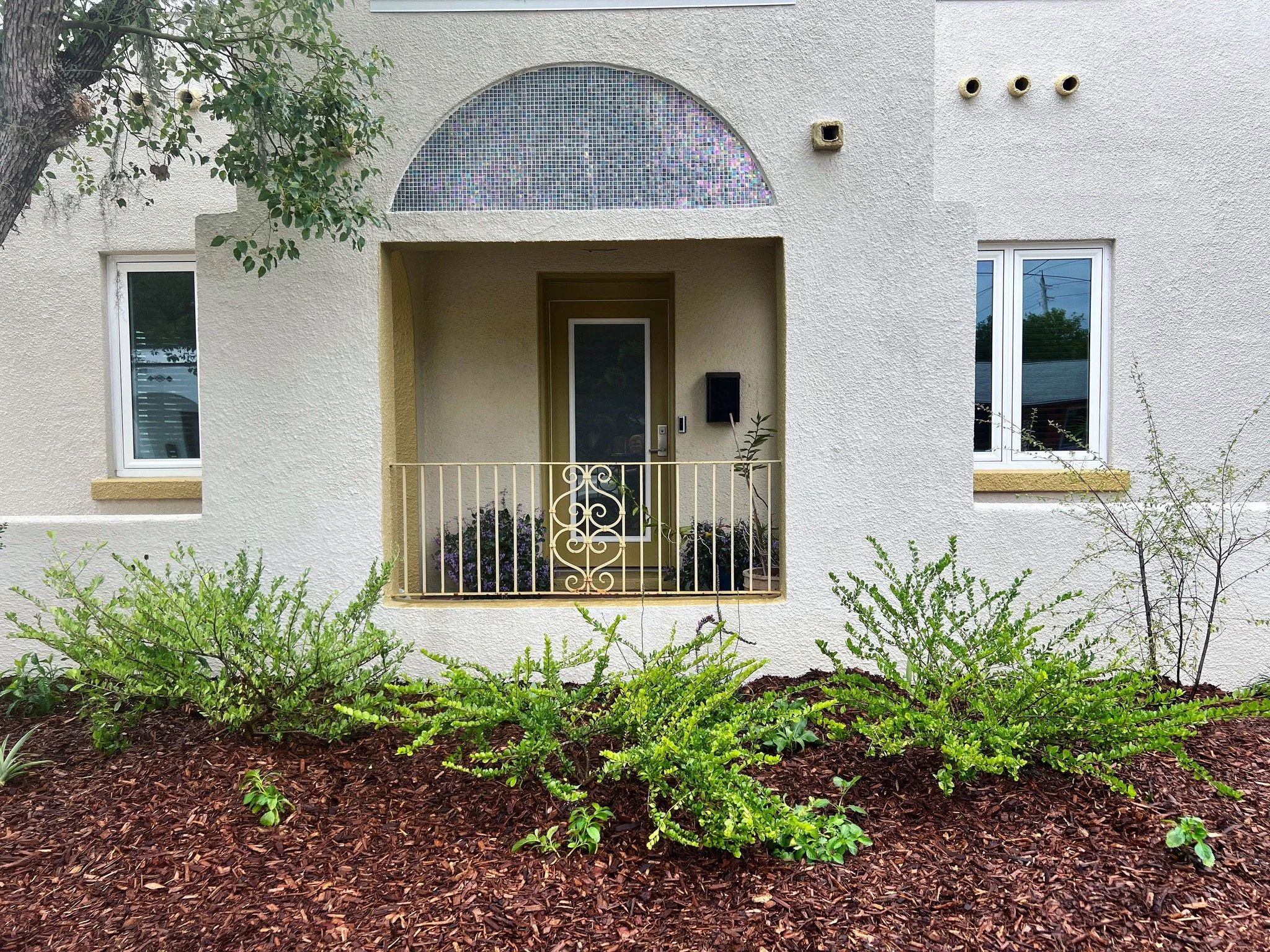 Dahoon Holly Ilex cassine — Florida Native Plants Nursery & Landscaping