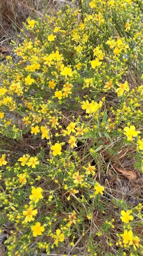 False Rosemary, Conradina canescens — Florida Native Plants Nursery ...