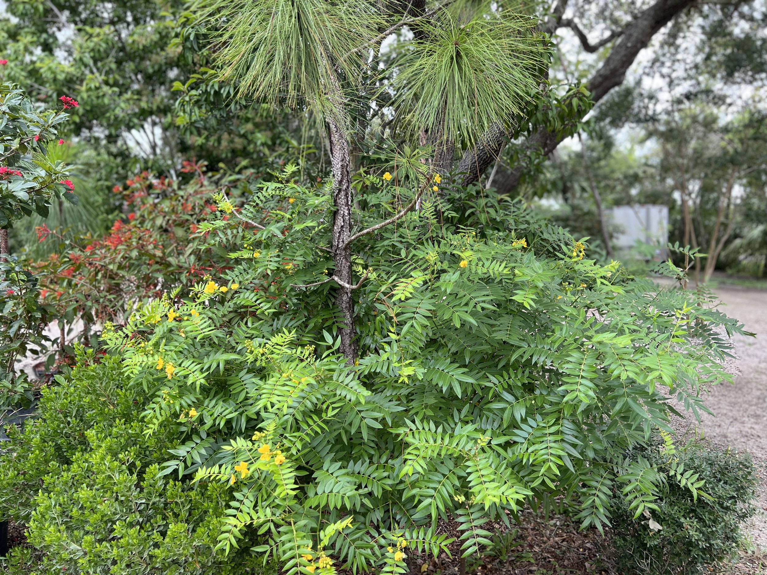 Jamaican Caper — Florida Native Plants Nursery & Landscaping