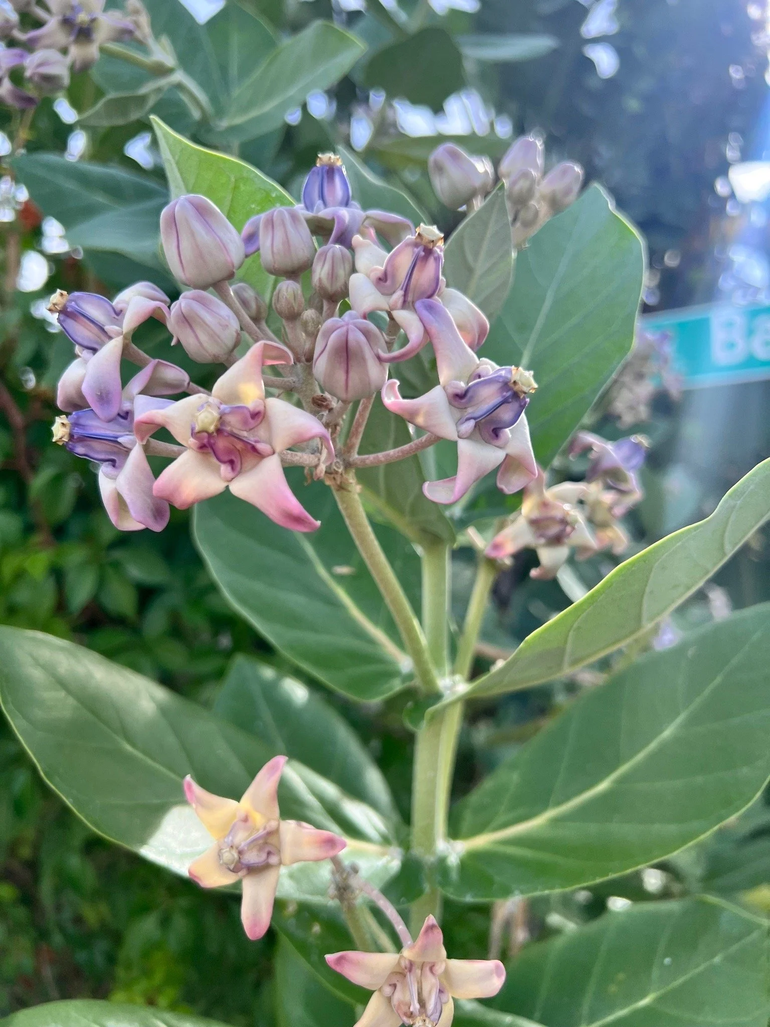 Purple Passionvine, Maypop Passionvine, Passiflora incarnata — Florida ...