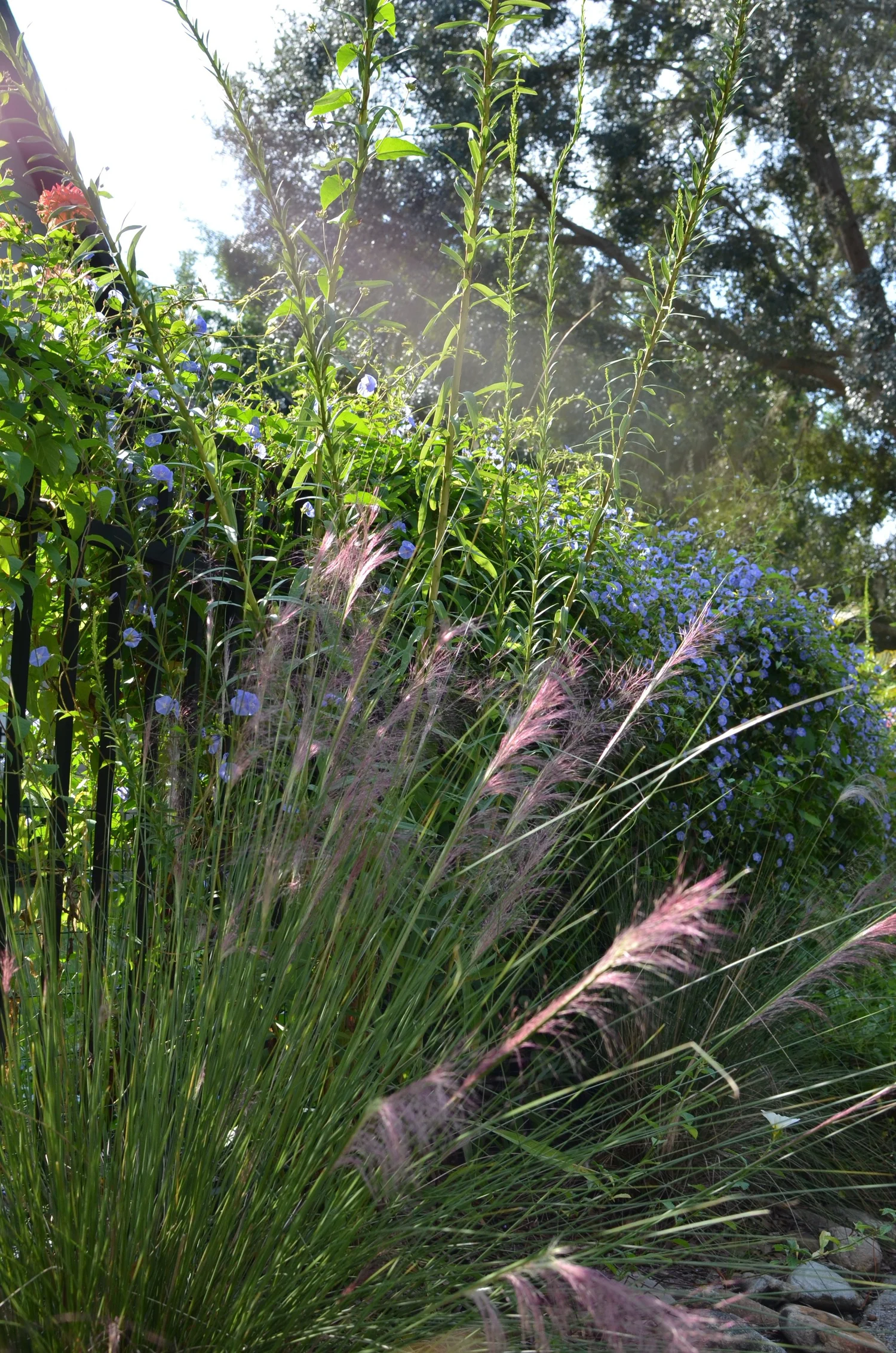 Sarasota Pollinator Garden — Florida Native Plants Nursery & Landscaping